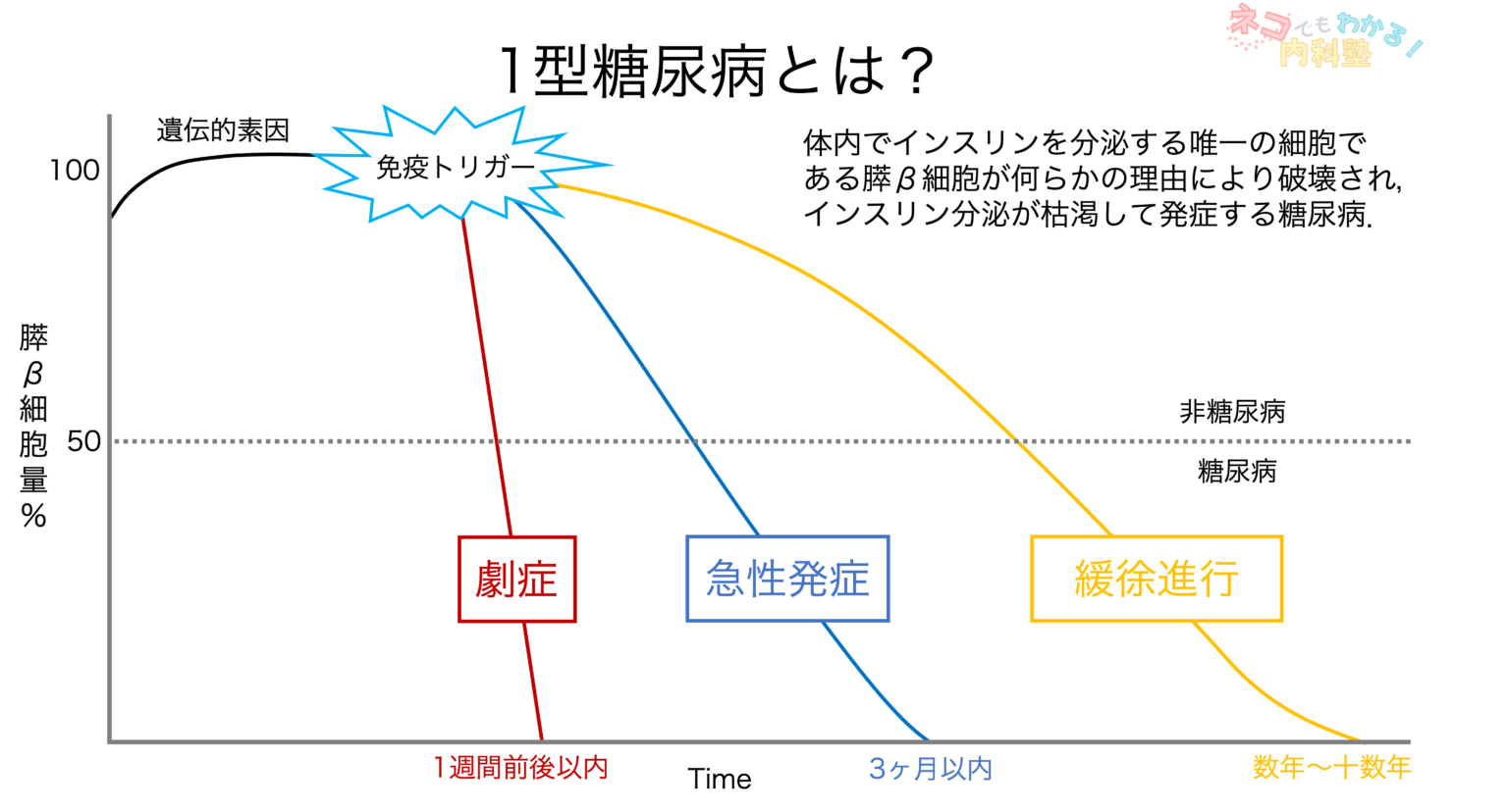 1型糖尿病とは〈発症契機，分類，病態，抗gad抗体〉｜ネコでもわかる内科塾